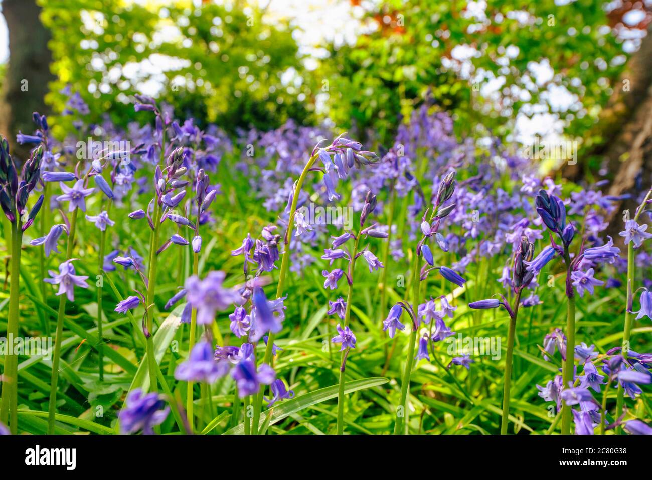 Bluebell flowers on a wild meadow in the spring on a sunny day in April ...