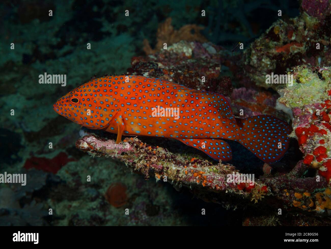 Coral Grouper, Cephalopholis miniata, on coral reef, in Bathala, Maldives, Indian Ocean Stock ...