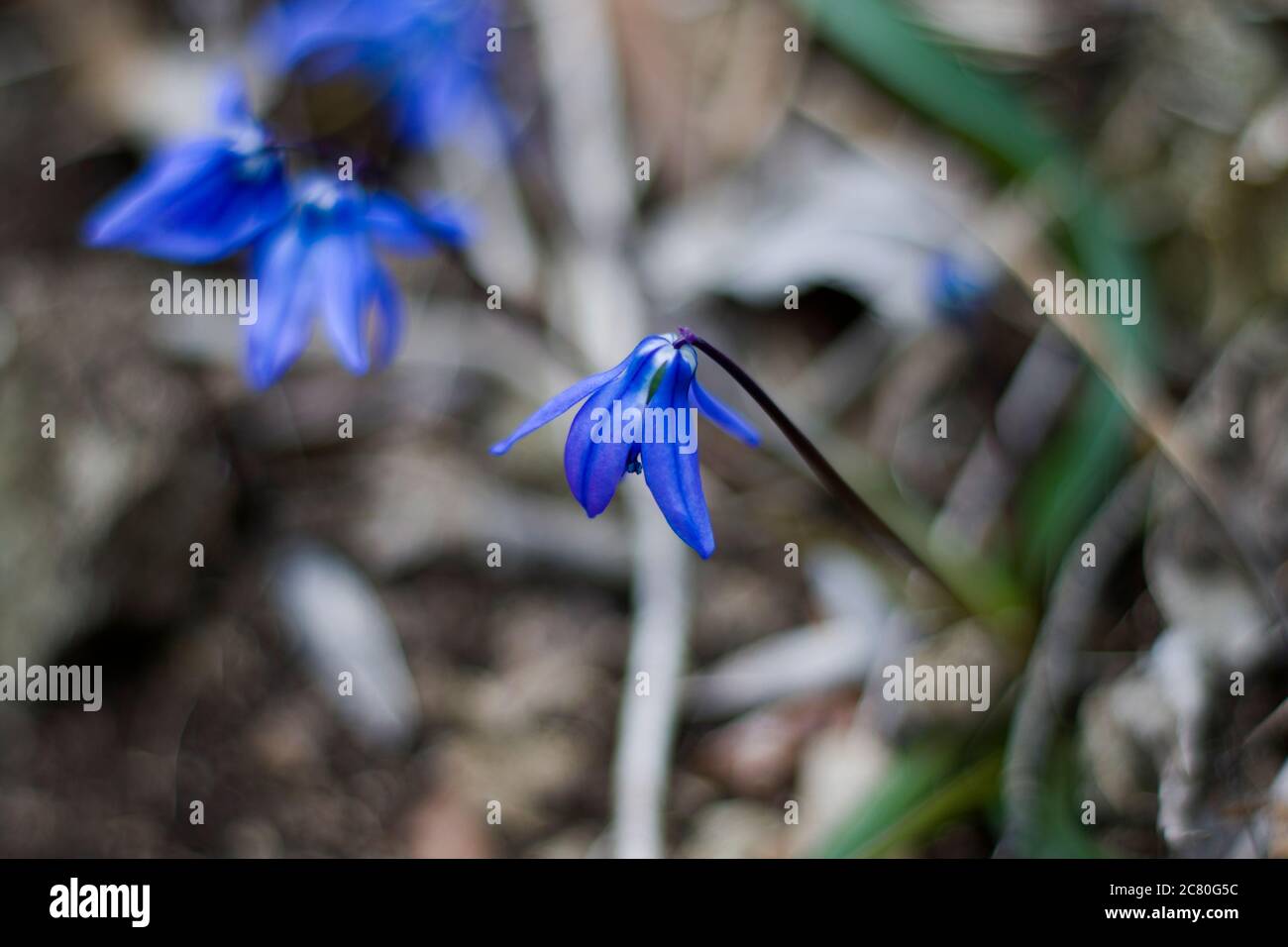 Blue flower head macro and close-up, bokeh and blur background, blue ...