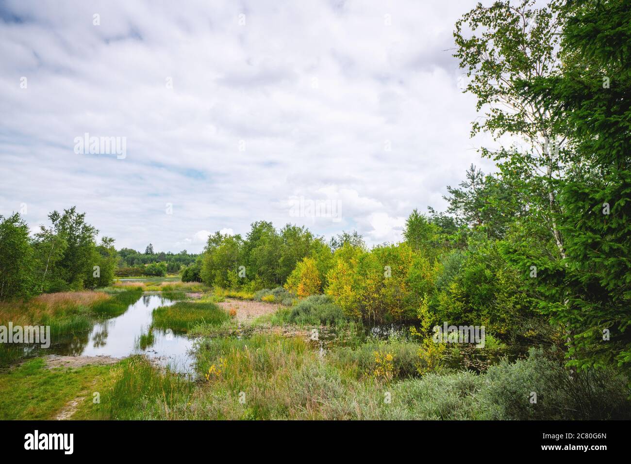 Flooded wilderness with colorful birch trees in a swamp area in Denmark ...