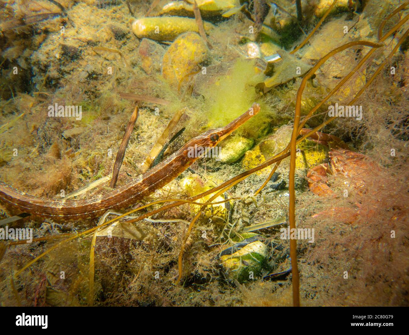 A closeup picture of an Entelurus aequoreus or snake pipefish. Picture ...