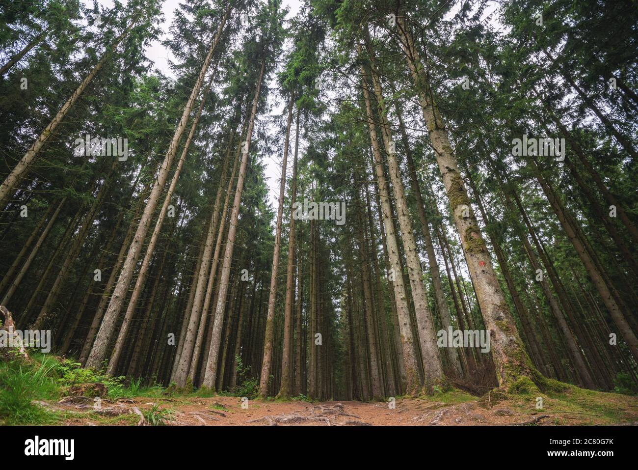 Forest with tall pine trees reaching for the sky in the fall Stock ...
