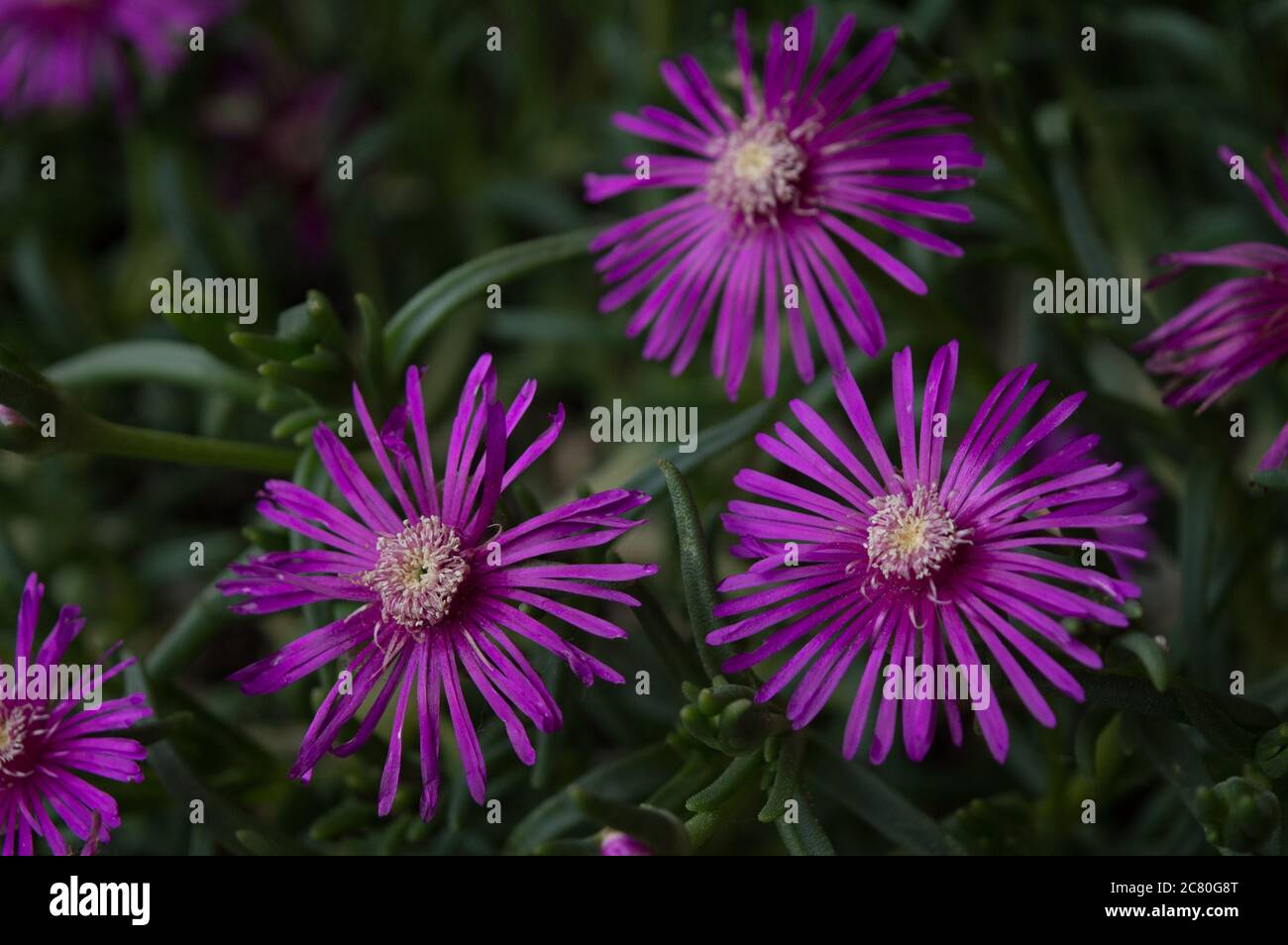 Lamparanthus hi-res stock photography and images - Alamy