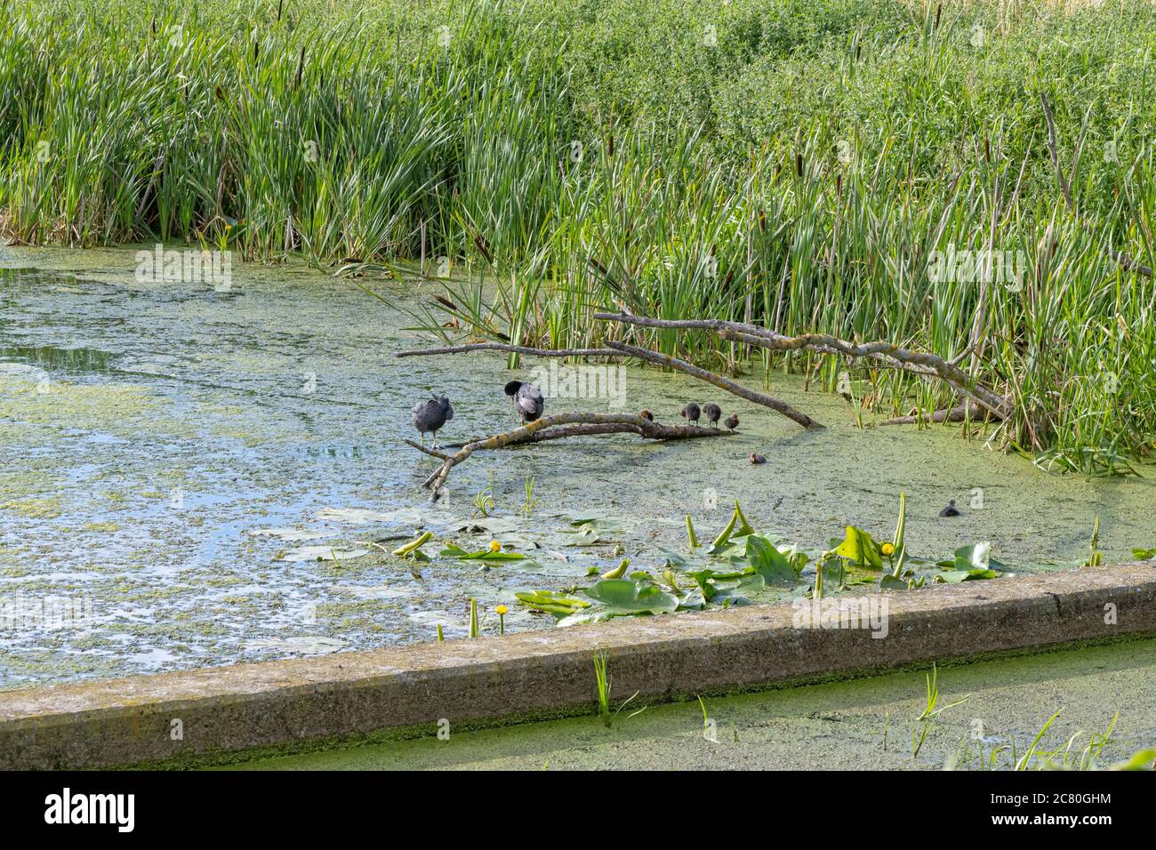 A duck family on a tree branch in a lake. Reflections in the water ...