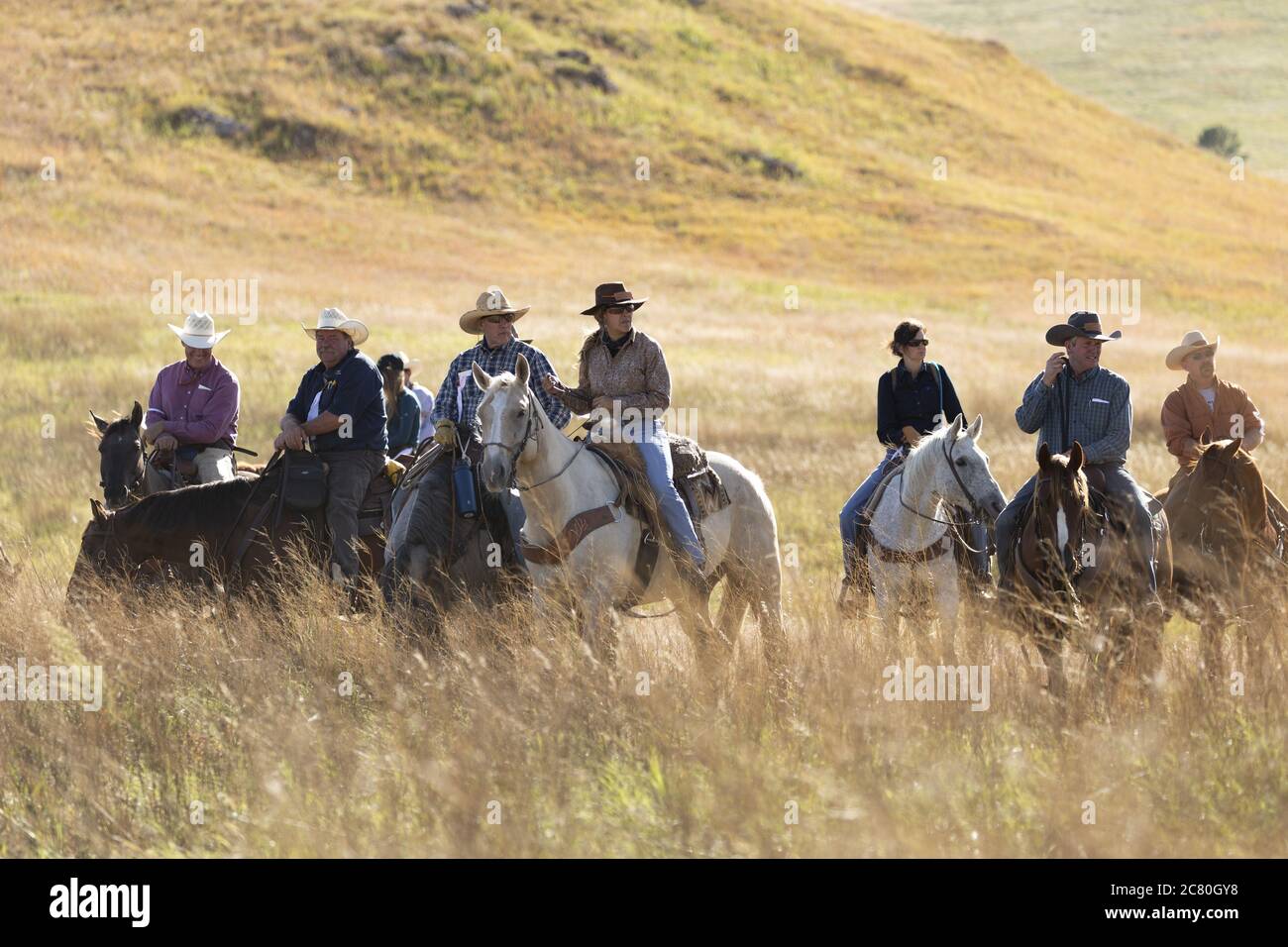 Custer national park buffalo bison roundup America South Dakota rider ...