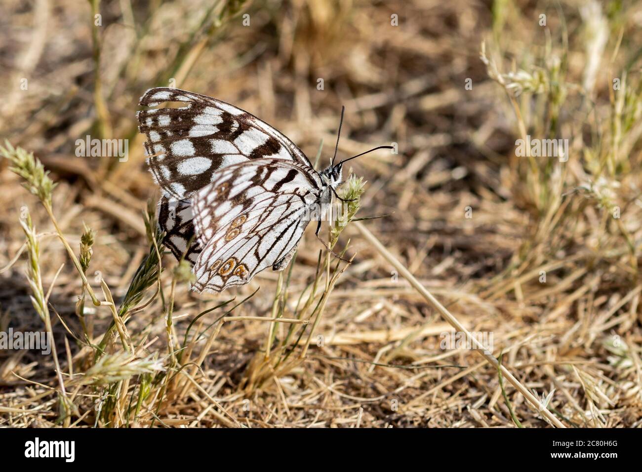 Melanargia ines, Spanish Marbled White Butterfly Stock Photo - Alamy