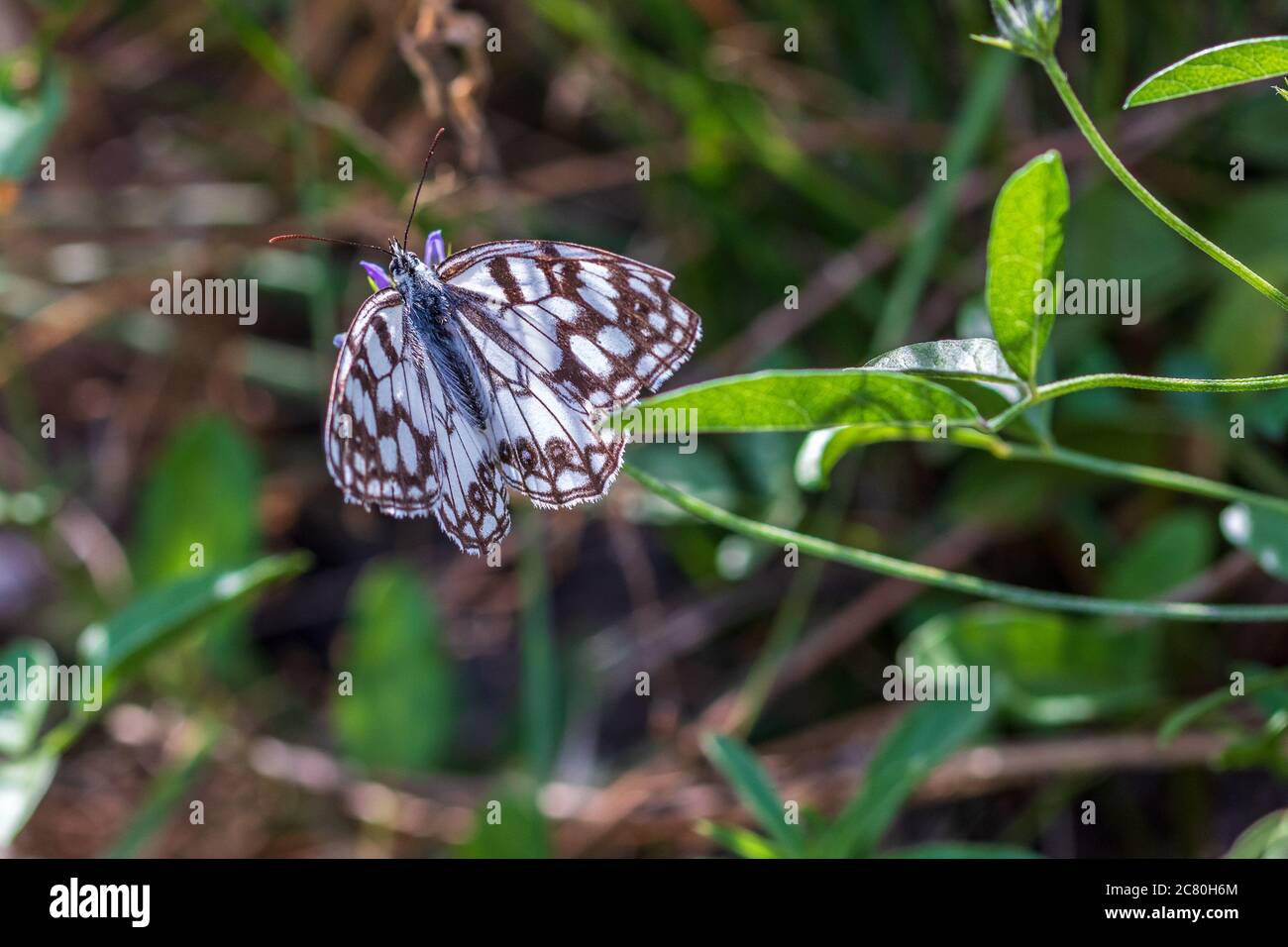 Melanargia ines, Spanish Marbled White Butterfly Stock Photo - Alamy