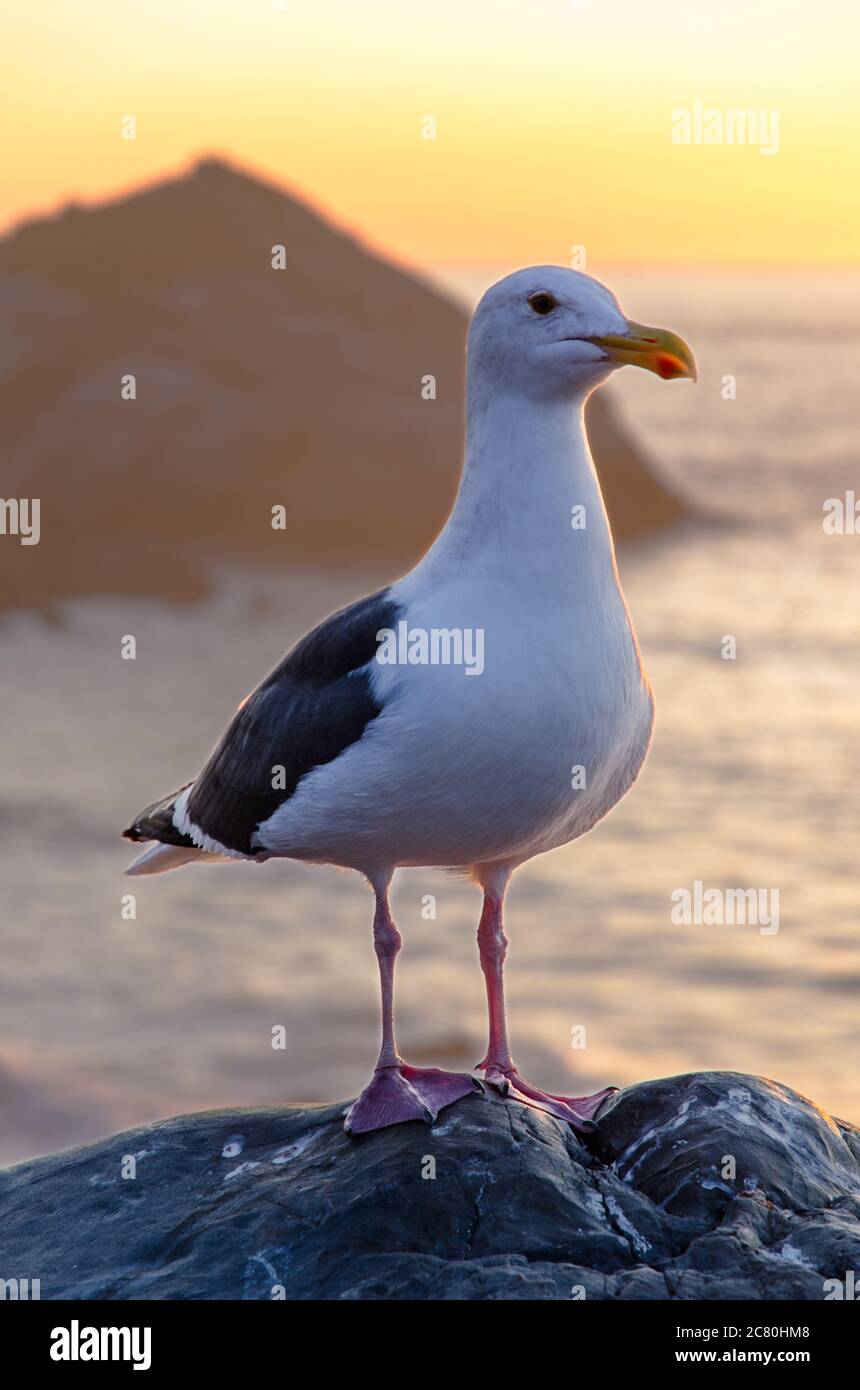 Vertical shot seagull behind hi-res stock photography and images - Alamy
