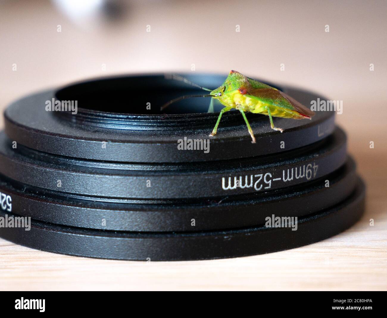 stink bug on lens adapter ring Stock Photo - Alamy