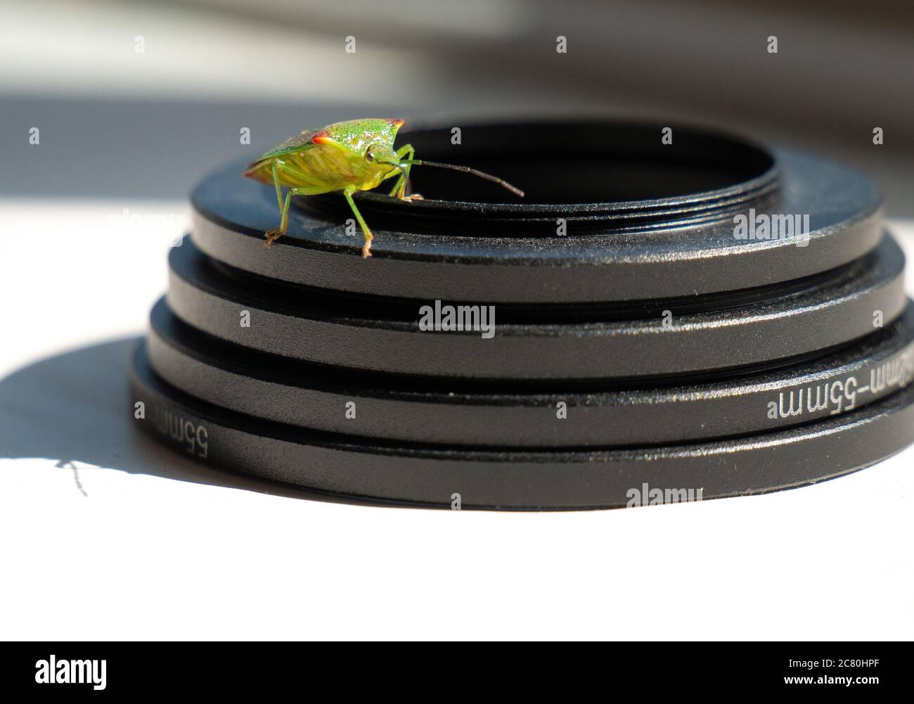 Birch shieldbug stink bug Elasmostethus interstinctus on lens ring ...