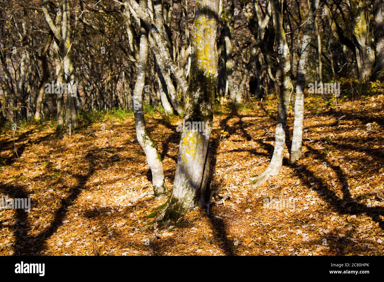 Autumn forest landscape, trees and leaves in Georgia Stock Photo - Alamy