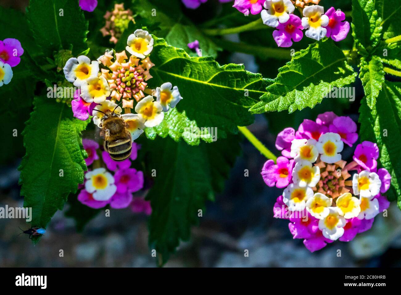 Amegilla garrula, Common Digger Bee Feeding on a Lantana Flower Stock ...