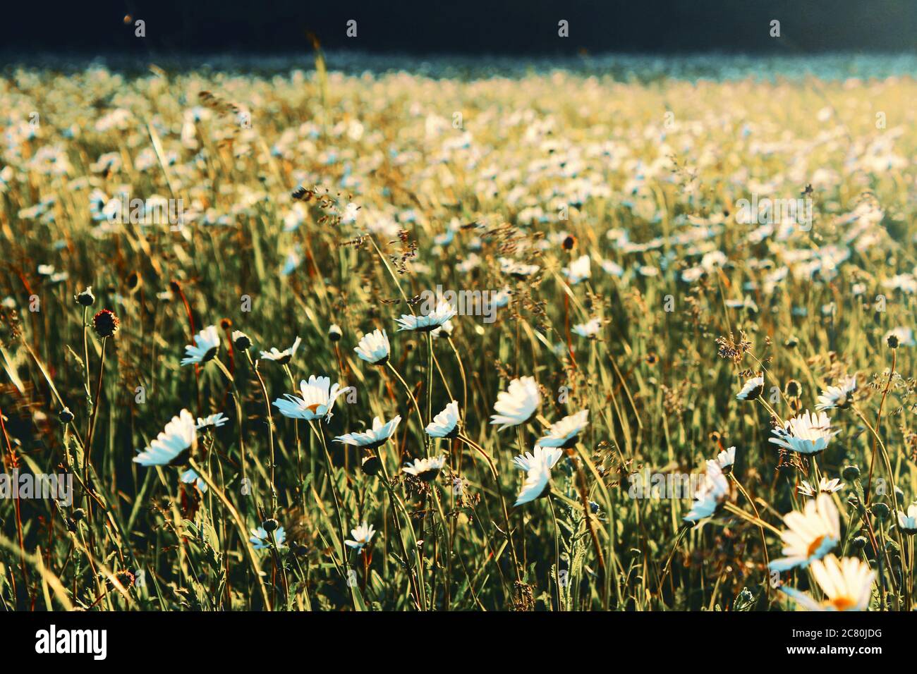 Daisy Field Wallpaper