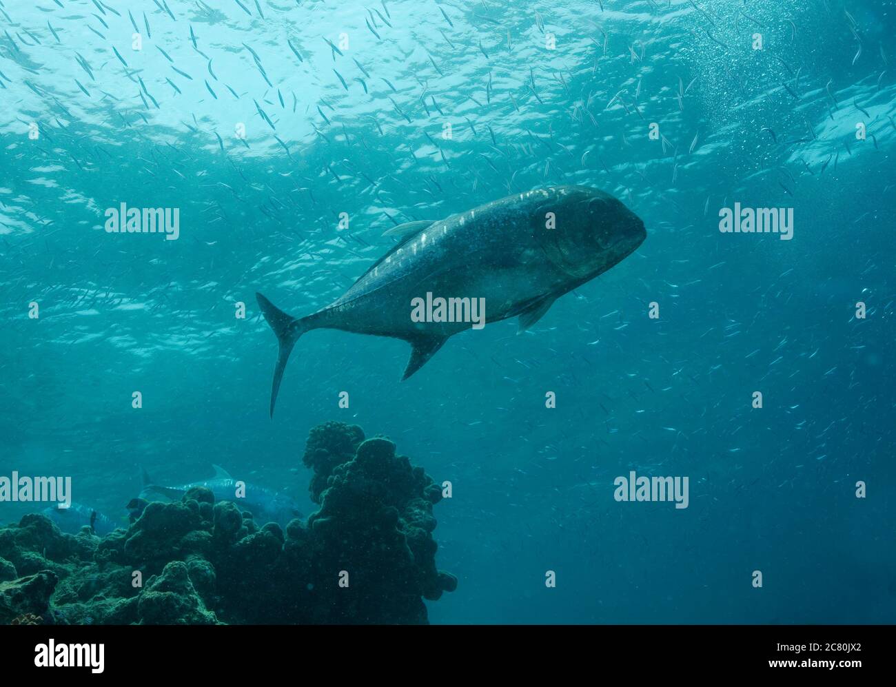 Trevally fishing hi-res stock photography and images - Alamy