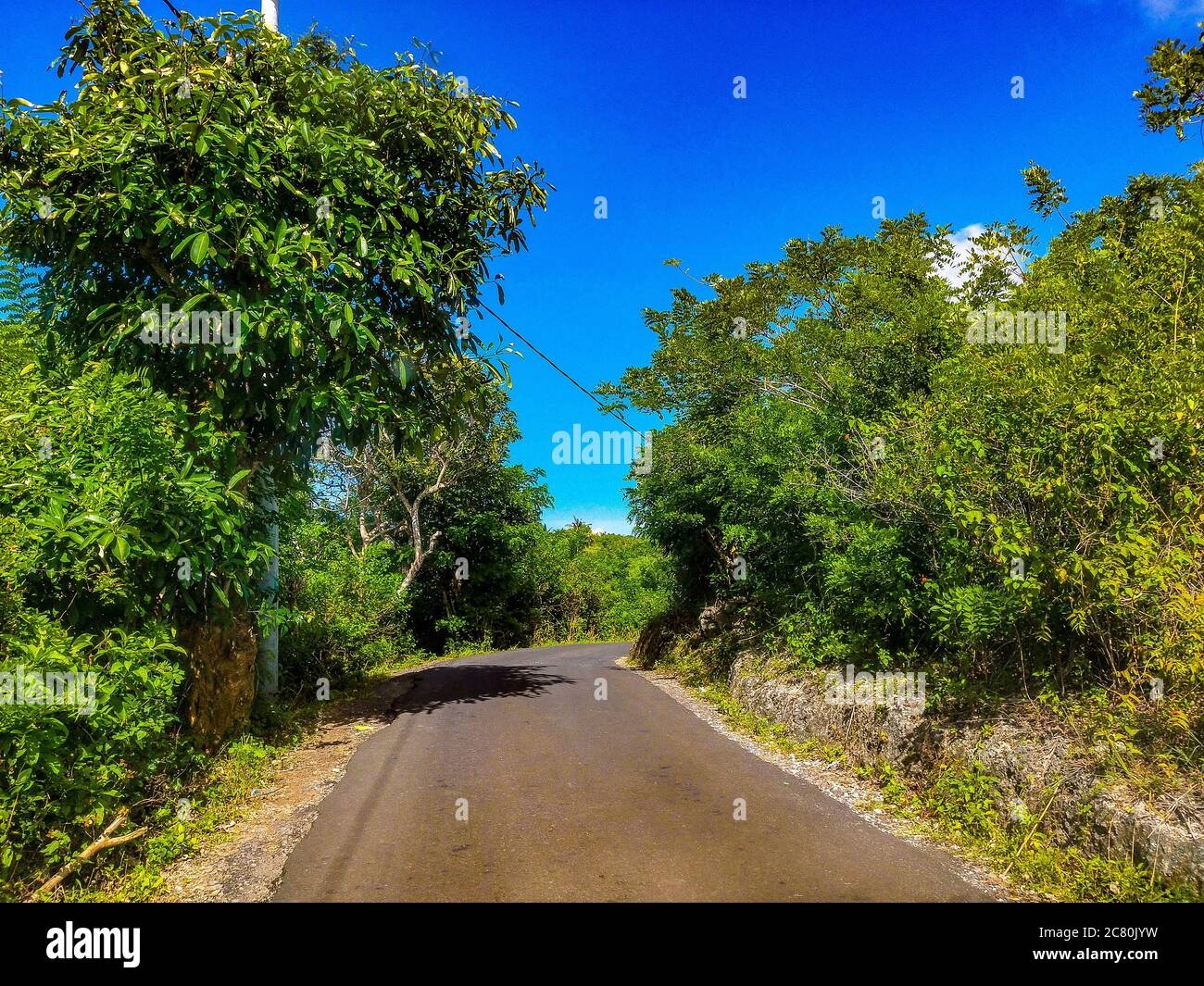 Big tree with branches and land with herbs, Big Trees in nature, scenic ...