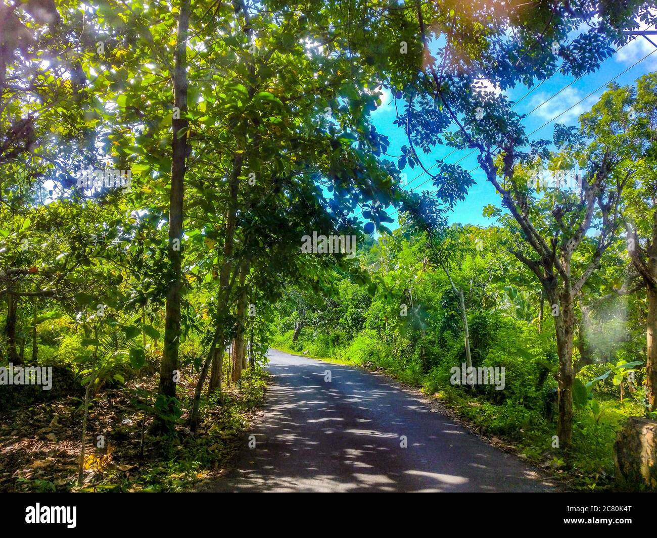 Big tree with branches and land with herbs, Big Trees in nature, scenic ...