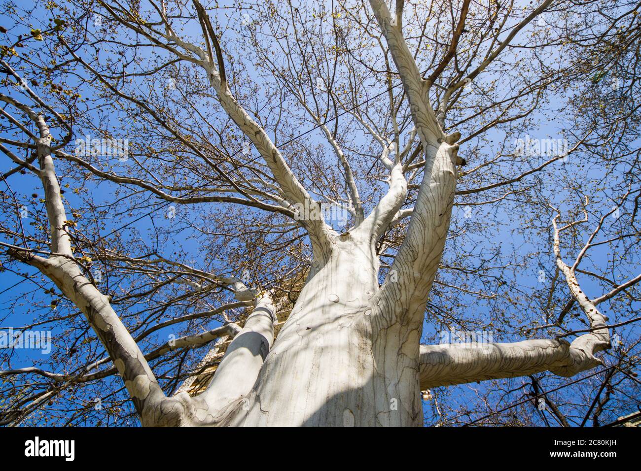 Low angle view of tall and big tree body and branches and blue sky in ...