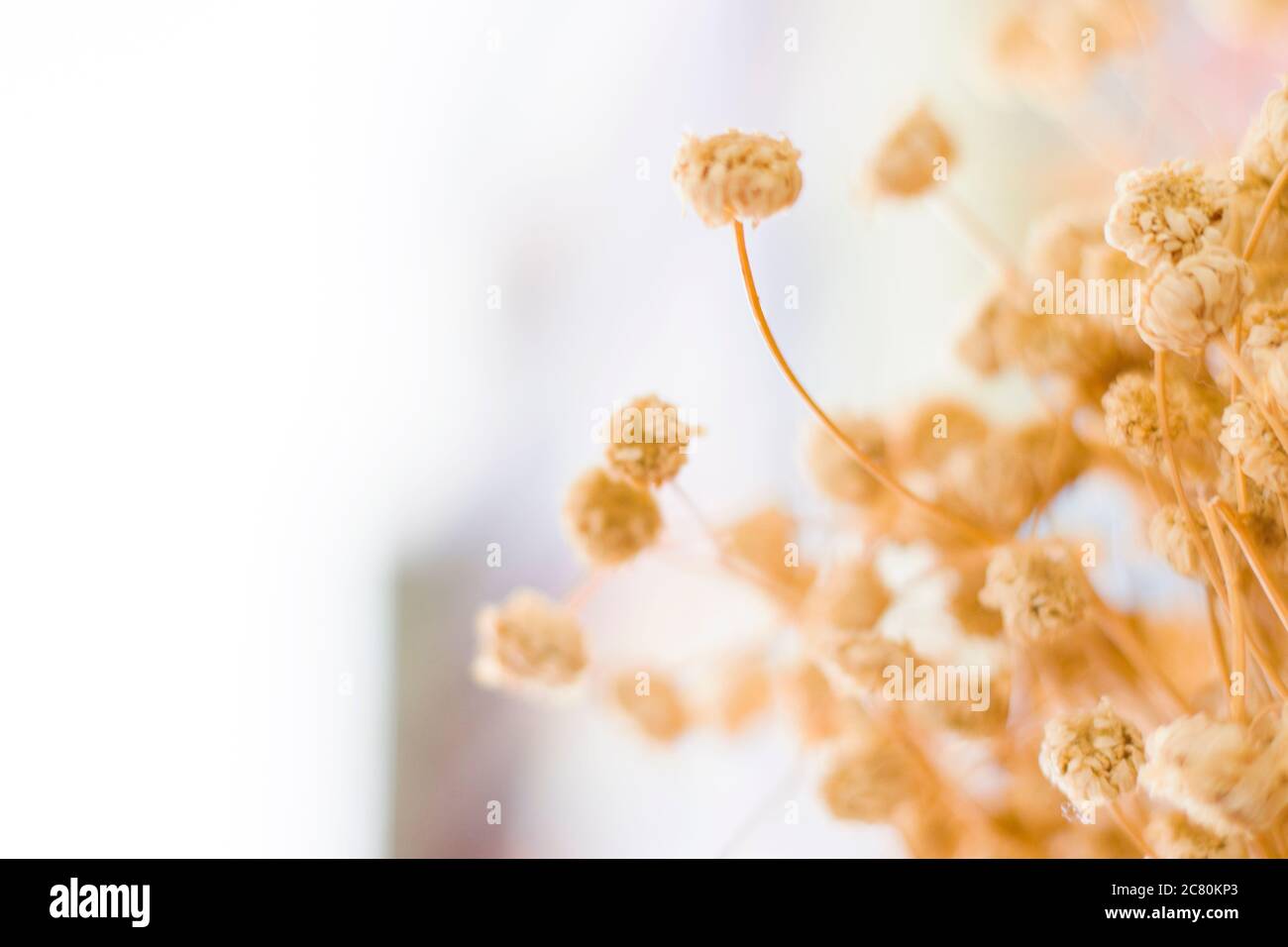 Flower head and plant close-up Stock Photo - Alamy