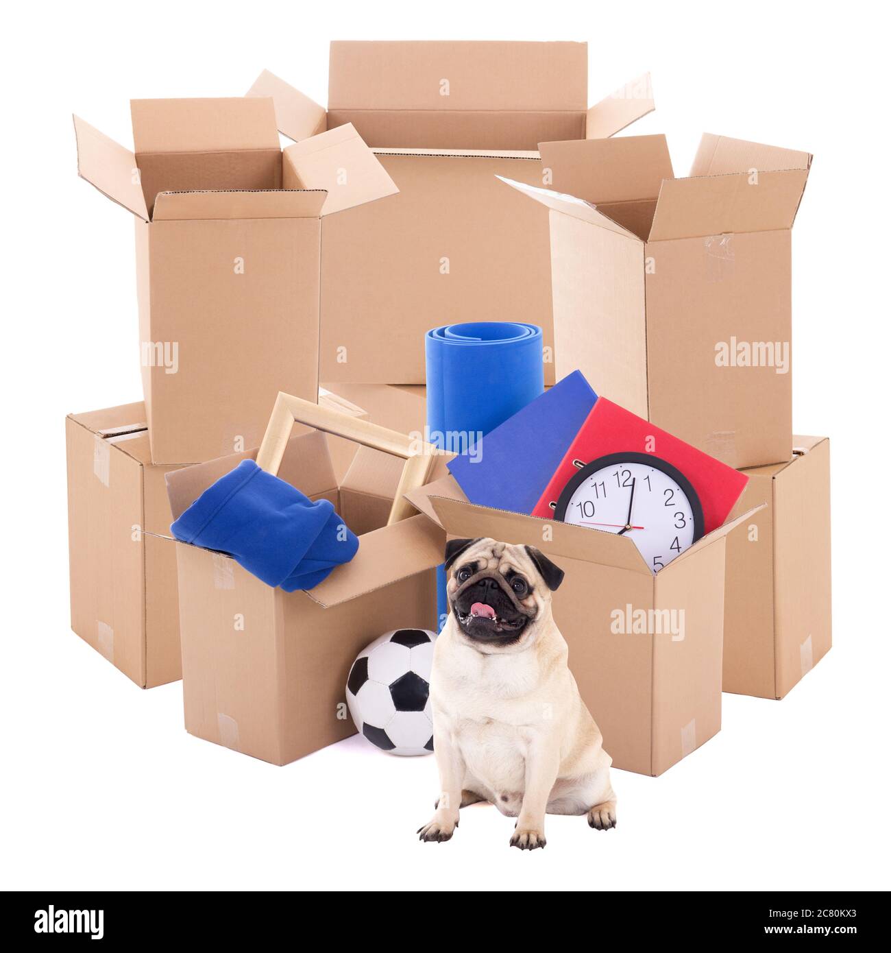 moving day concept - brown cardboard boxes and pug dog isolated on ...