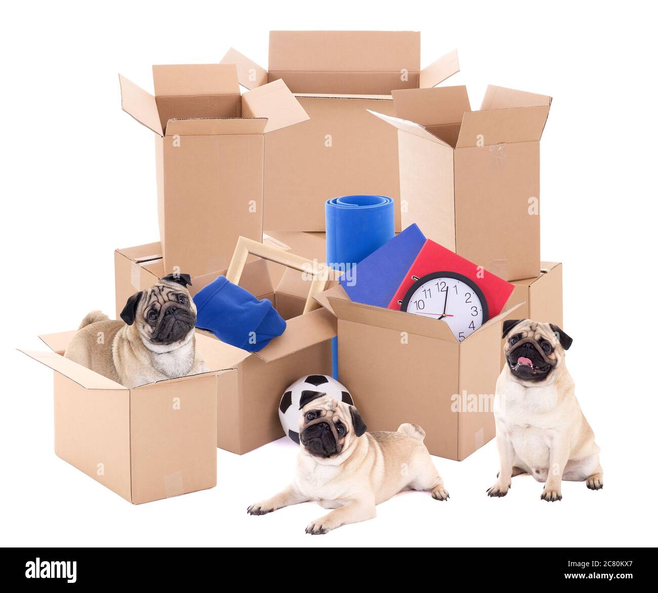 moving day concept - brown cardboard boxes and cute dogs isolated on ...