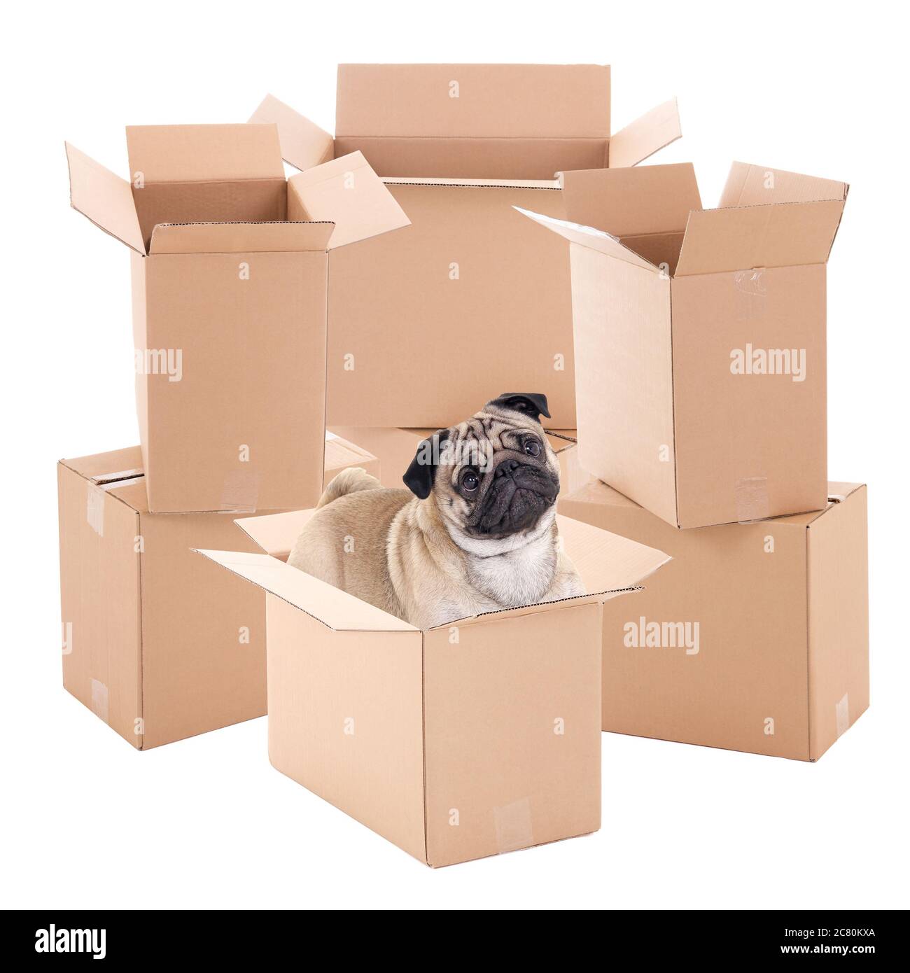 cute pug dog sitting in brown carton box isolated on white background ...