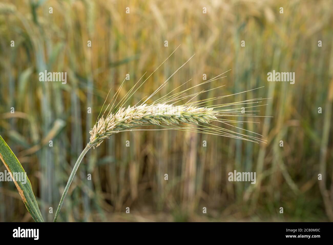 Barley growing field mountain hi-res stock photography and images - Alamy