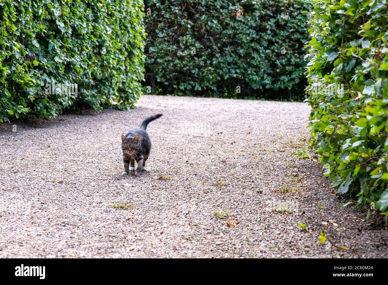 An angry looking cat walking towards the photographer Stock Photo - Alamy
