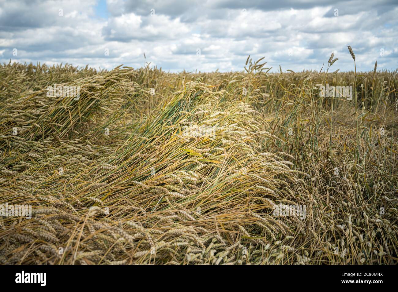 High angle shot of barley grains in the field waving with the wind ...