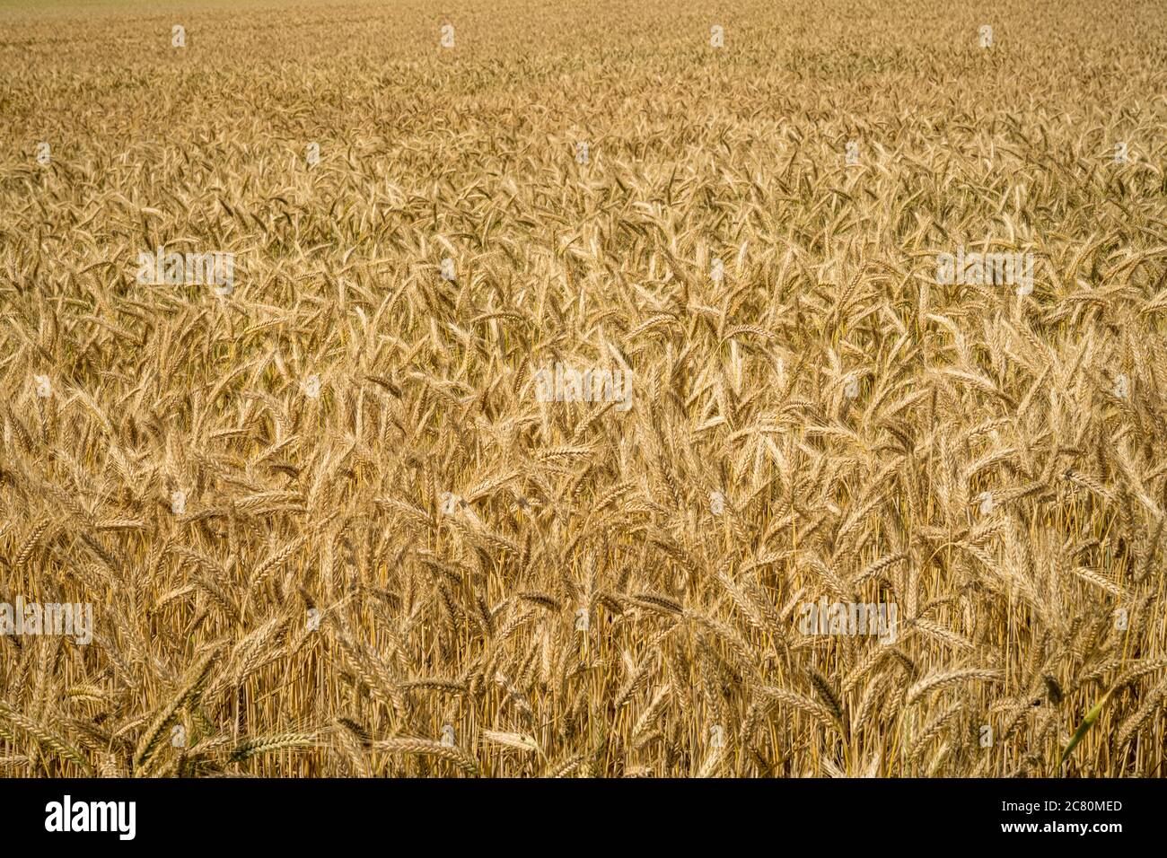 High angle shot of the wheat branches growing in the field Stock Photo ...