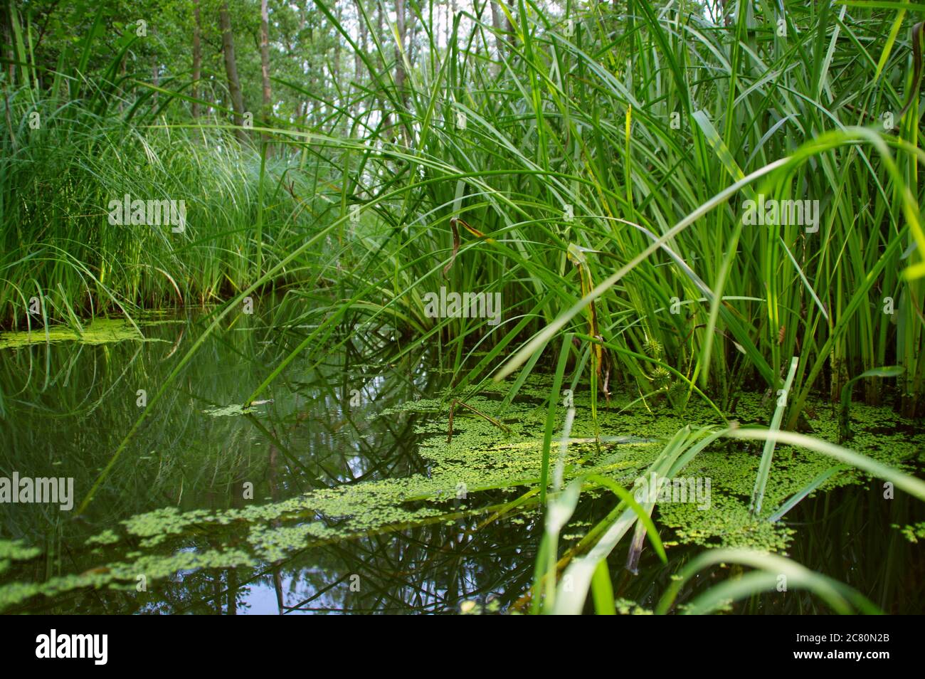 Wetlands. Wild swamps with the grass and reeds in forest. Restoring ...