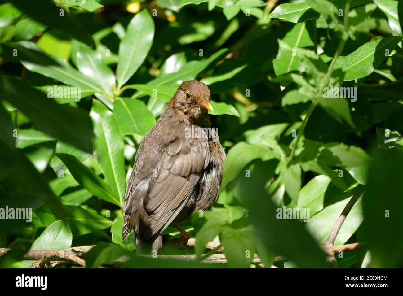Eurasian blackbird baby hi-res stock photography and images - Alamy