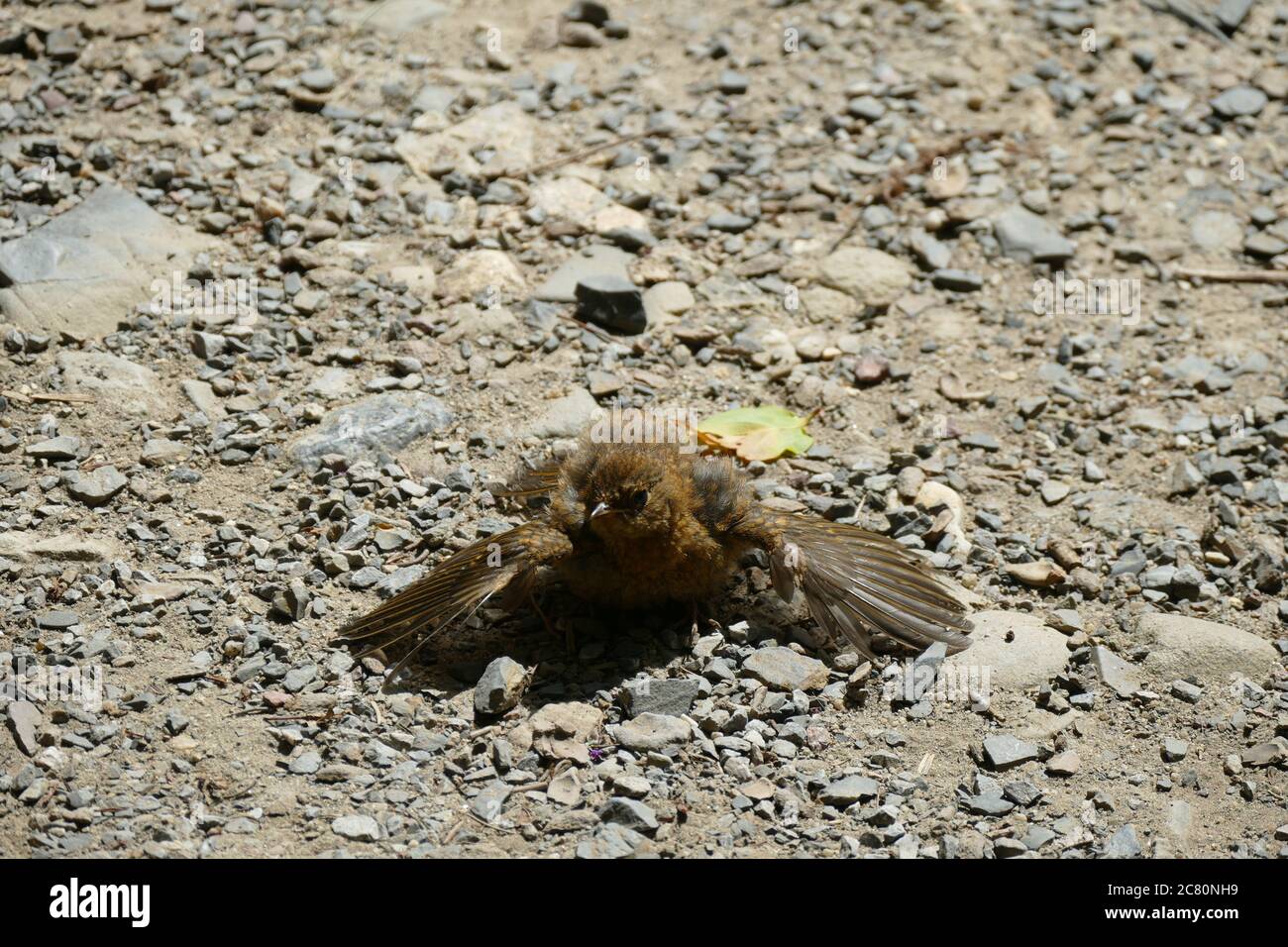 Bird mites hi-res stock photography and images - Alamy
