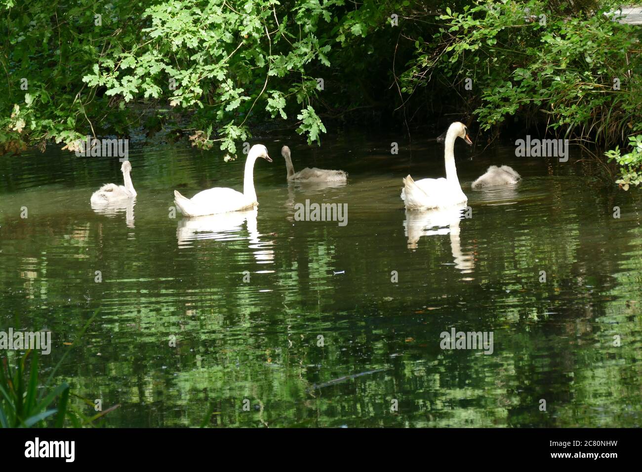 Stover country park and nature reserve hi-res stock photography and ...