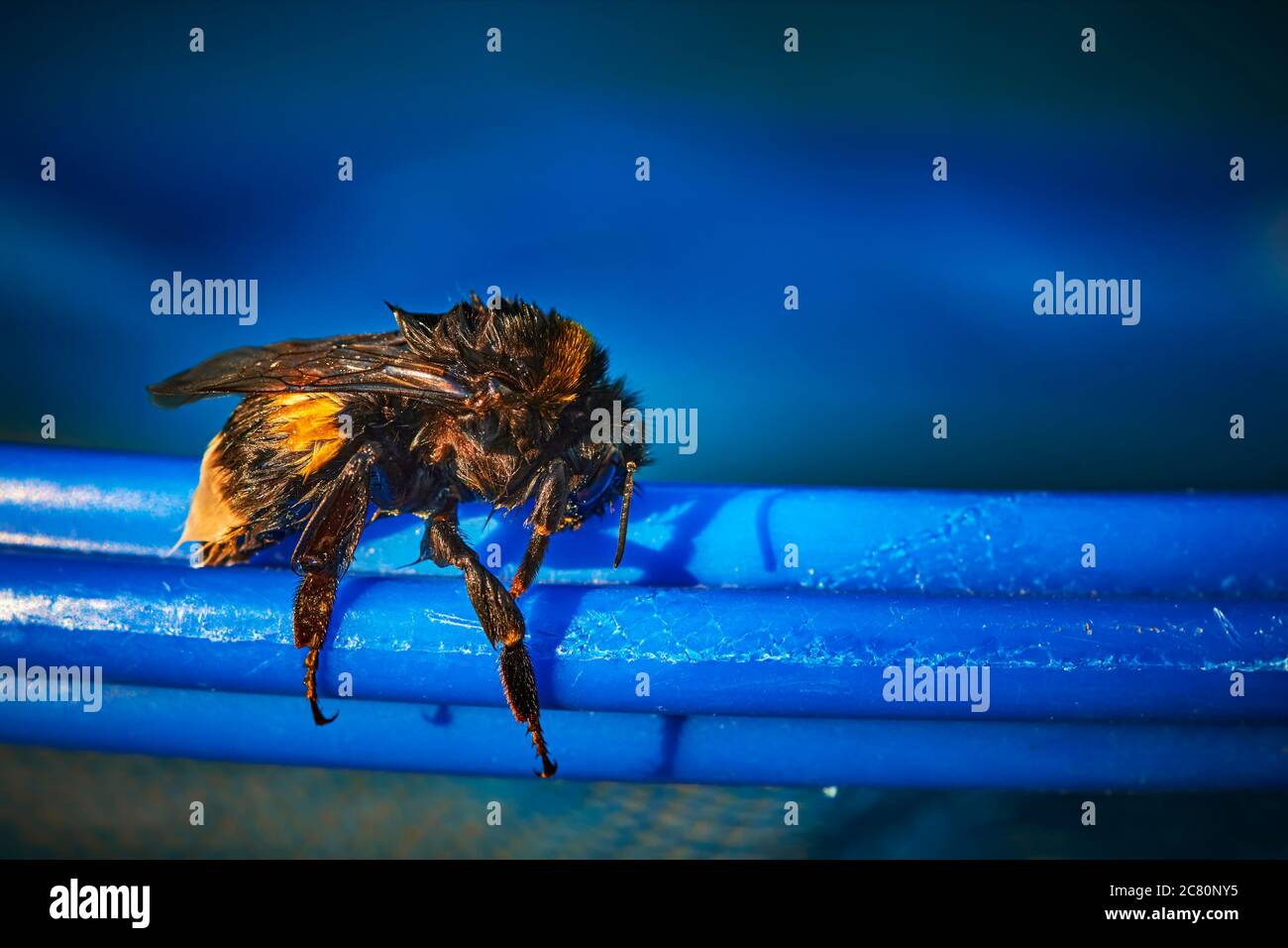 Drenched bumblebee (genus bombus) after the rescue from swimming pool ...