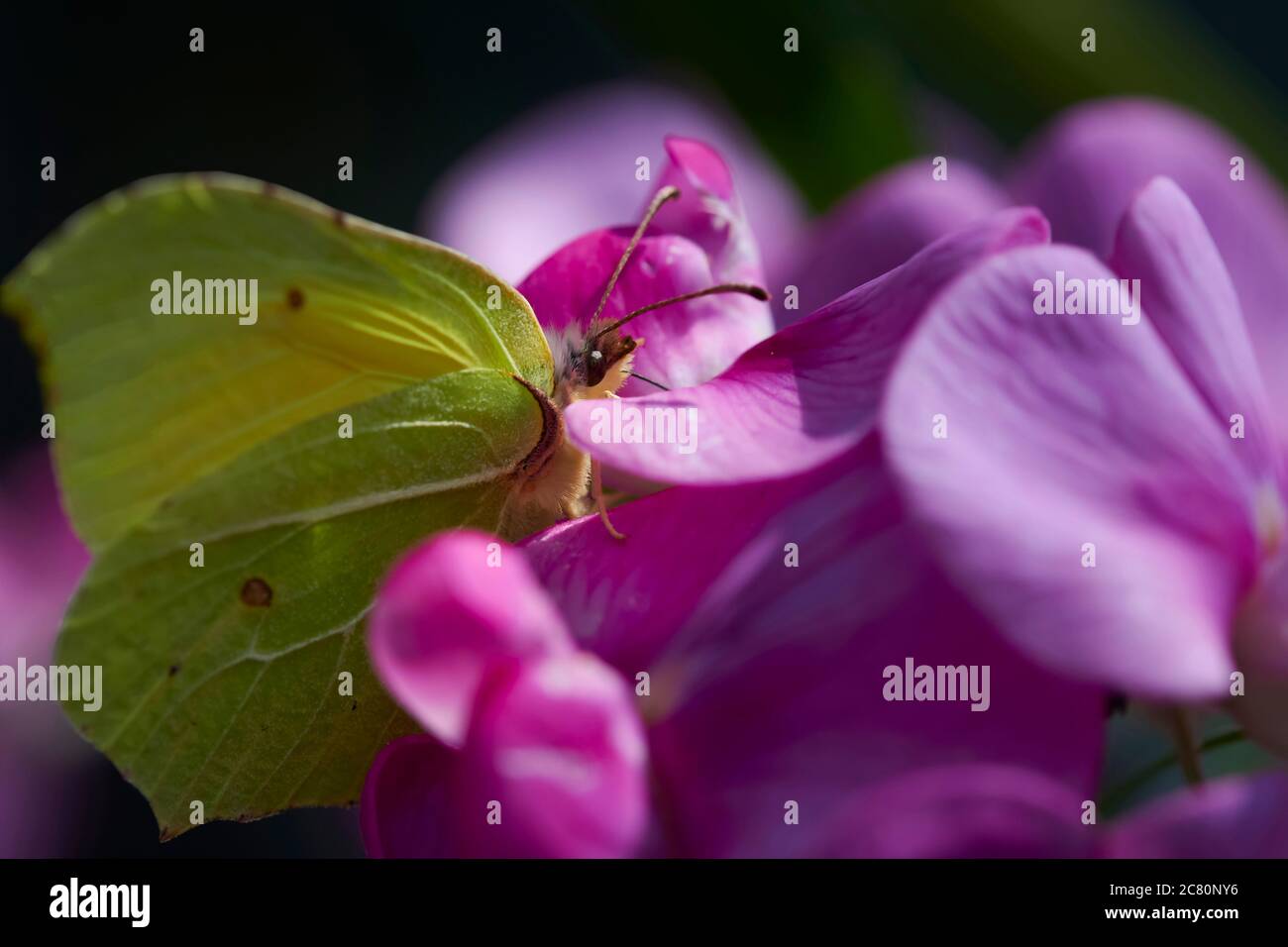 Butterfly Brimstone High Resolution Stock Photography and Images - Alamy