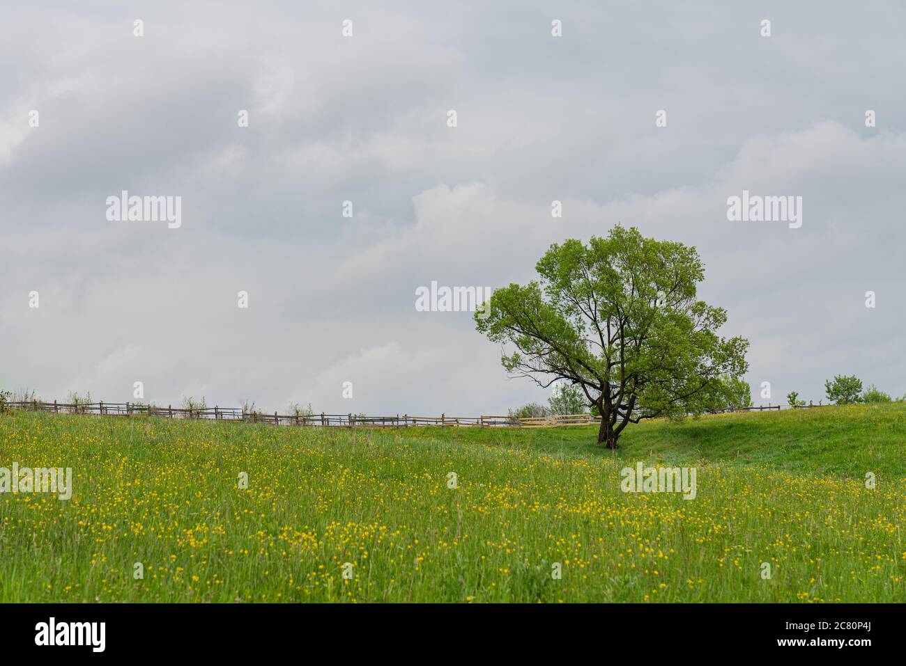 Lonely big tree on meadow landscape. Gloomy and sad field view ...