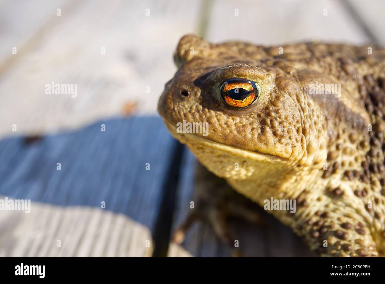 Common Toad sitting on old wooden table, Bufo Bufo close-up Stock Photo ...