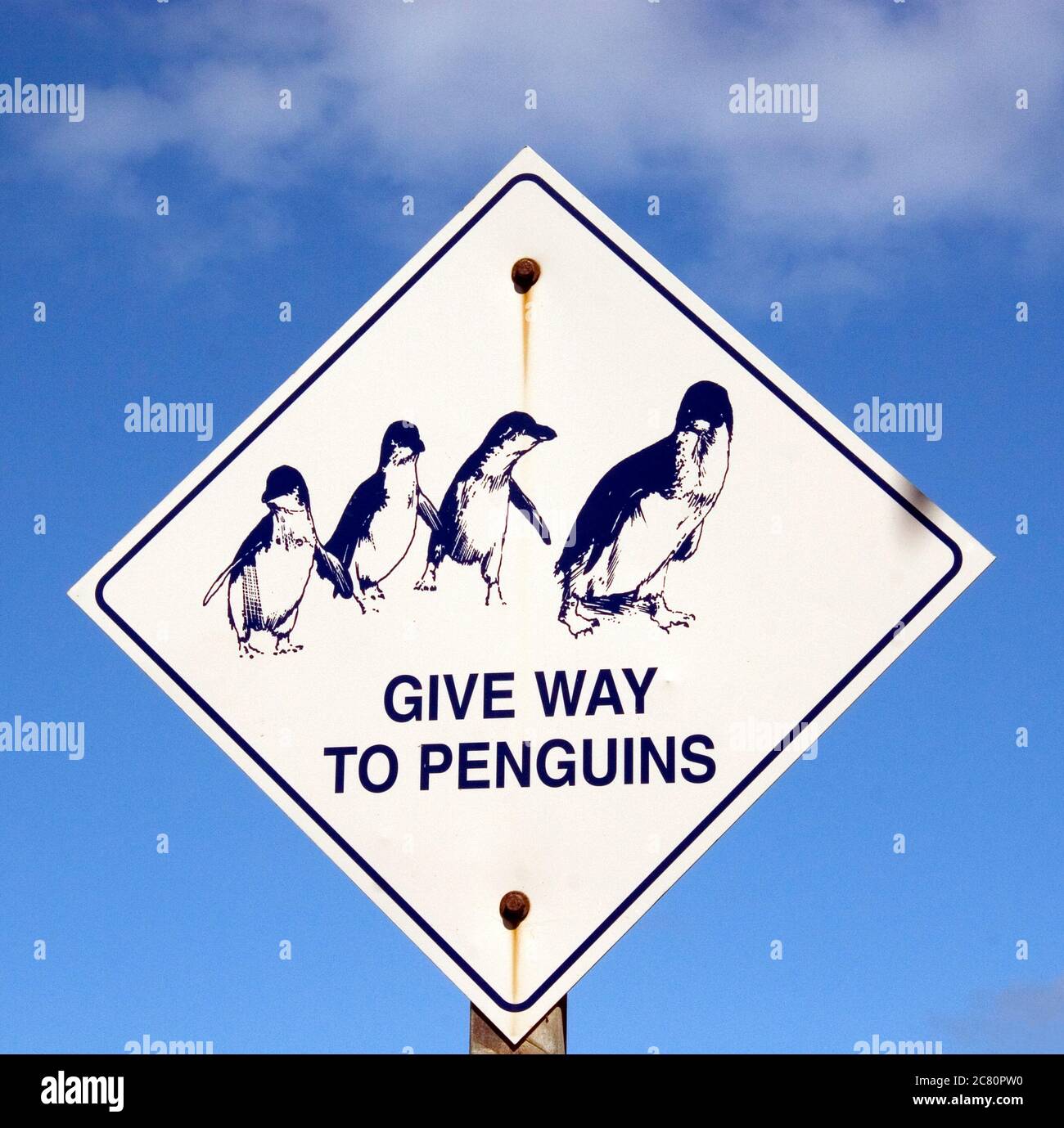 Blue penguin road crossing hi-res stock photography and images - Alamy