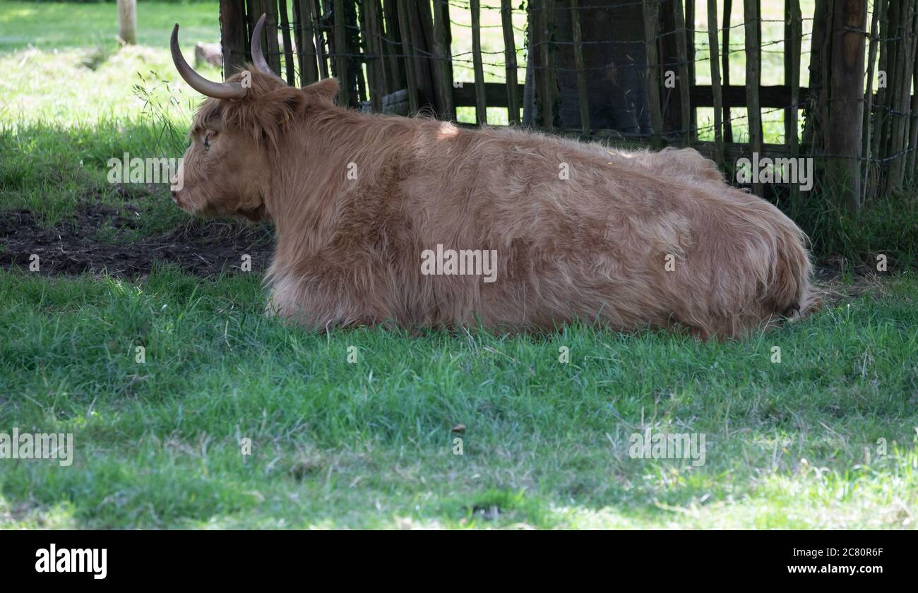 Highland cow sitting down hi-res stock photography and images - Alamy