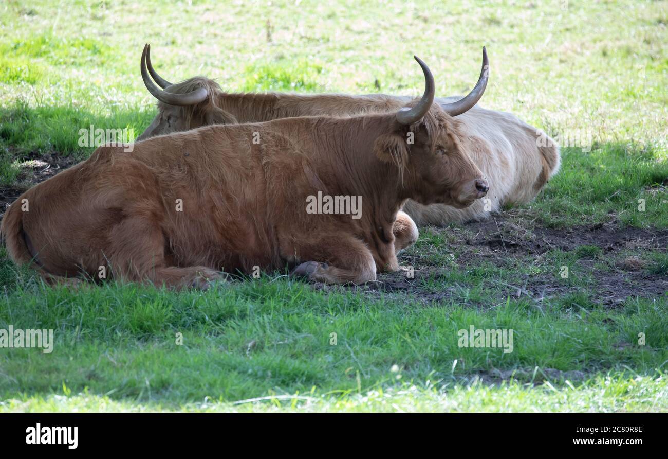 Highland cow sitting down hi-res stock photography and images - Alamy
