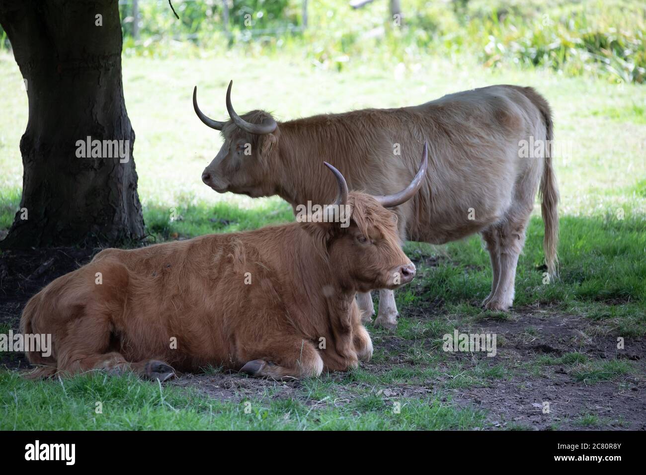 Highland cow sitting down hi-res stock photography and images - Alamy