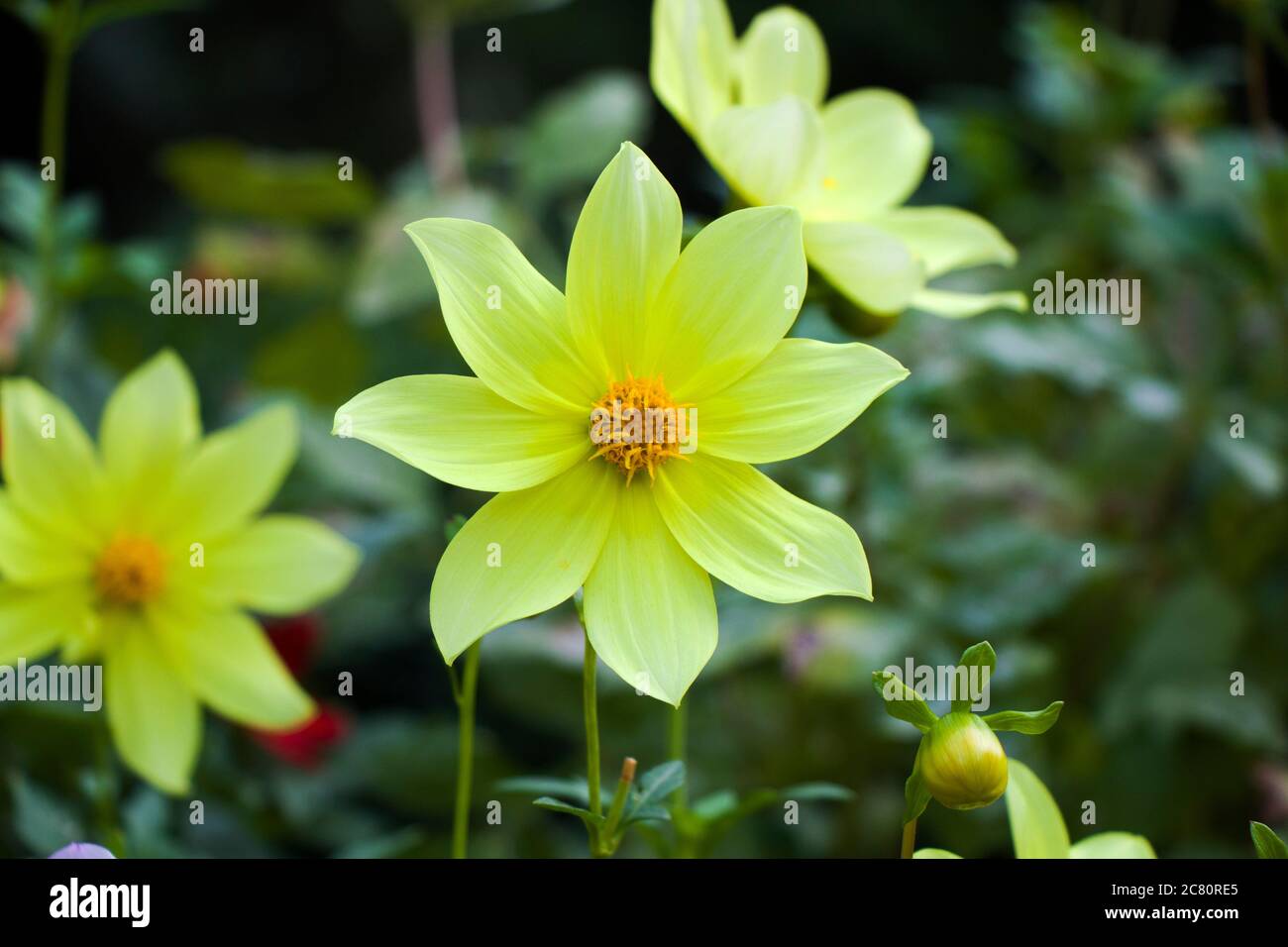 Macro of the yellow flower head, multicolored flower in the field ...
