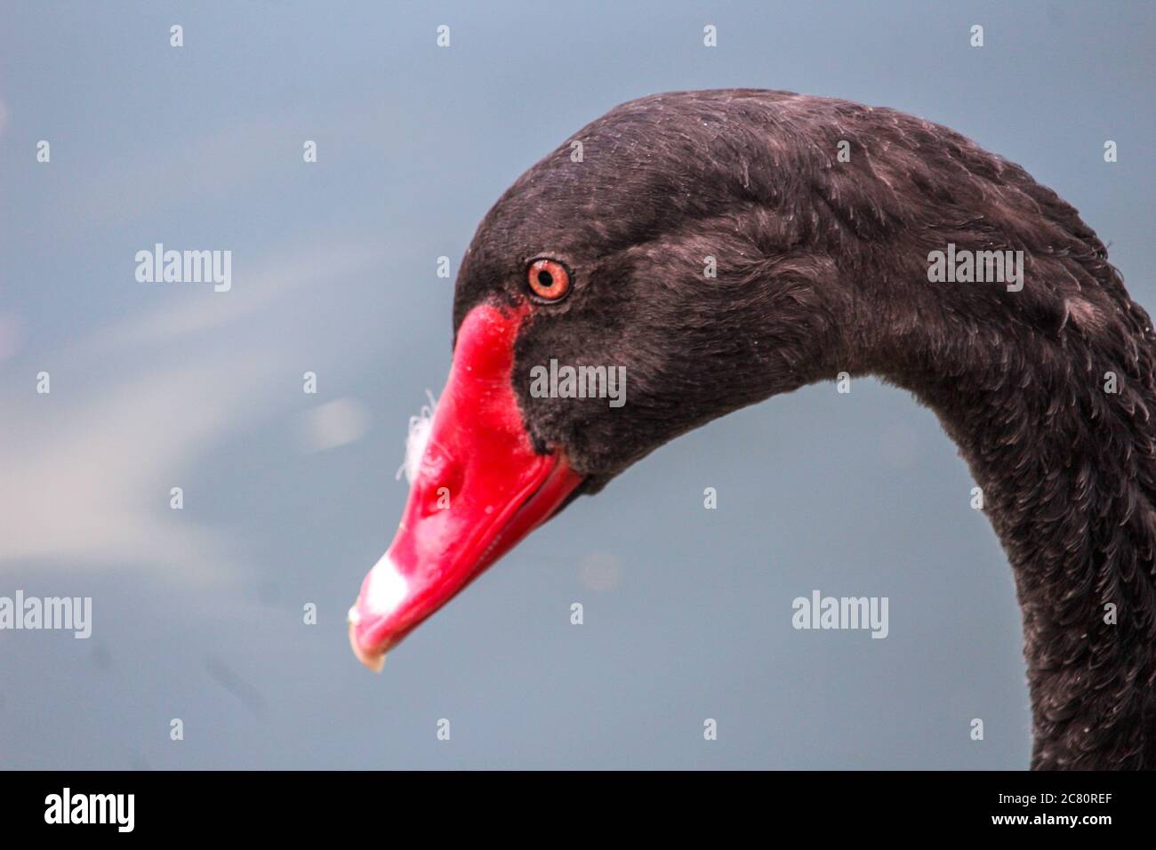 Swan face hi-res stock photography and images - Alamy