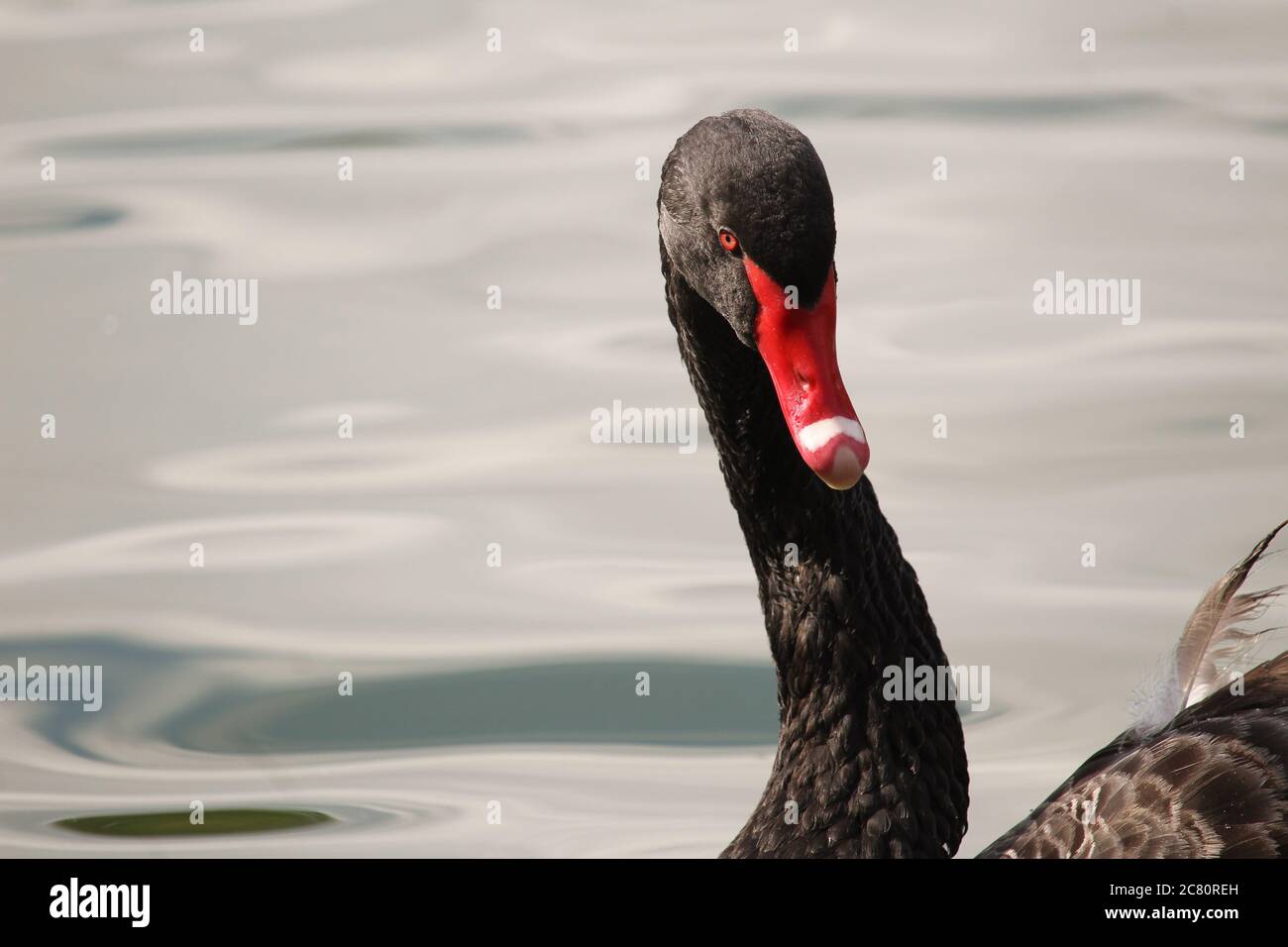 Closeup of a black swan face. Profile and red duckbill Stock Photo - Alamy