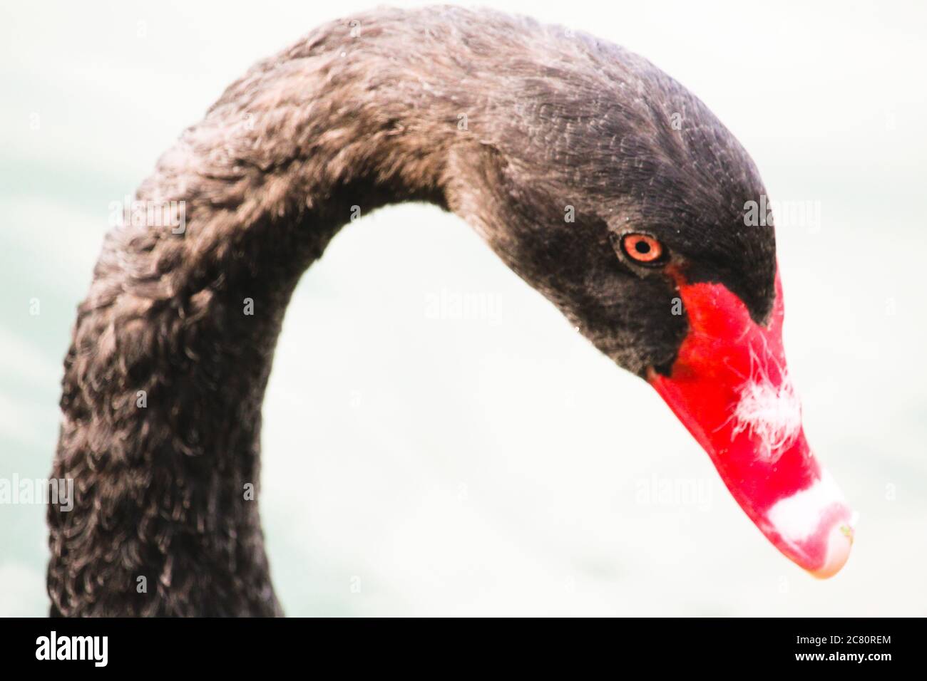 Cygnet face hi-res stock photography and images - Alamy