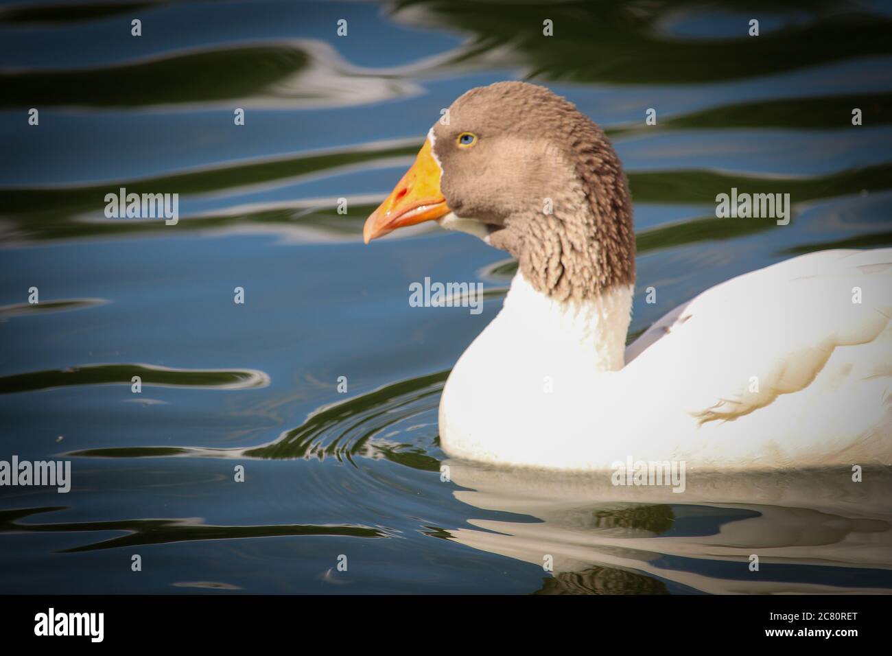 Canadian goose profile of head hi-res stock photography and images - Alamy