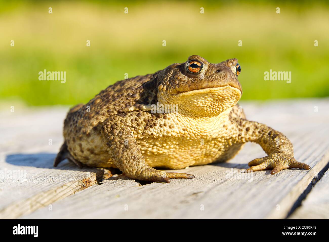 Common Toad sitting on old wooden table, Bufo Bufo close-up Stock Photo ...