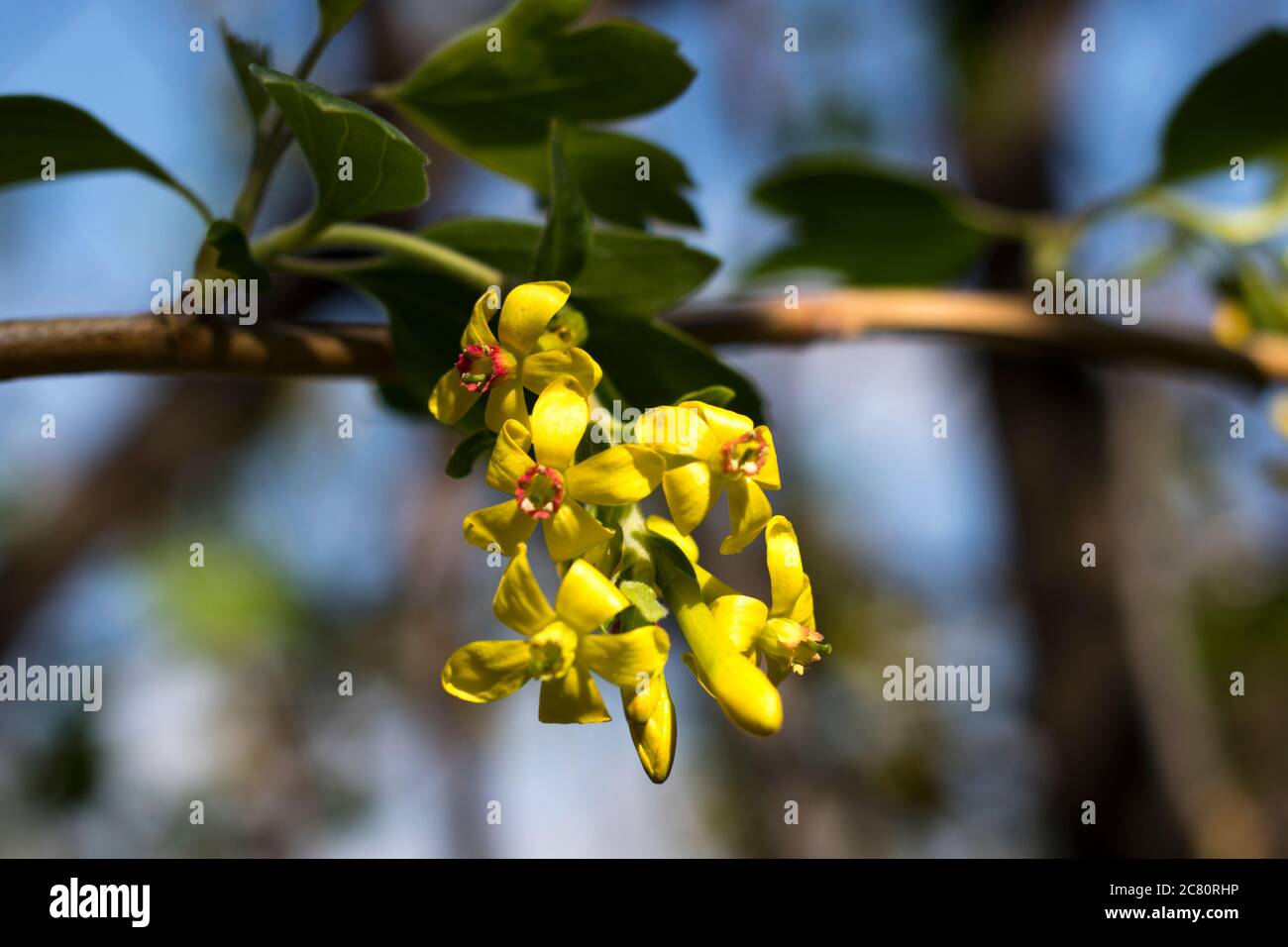 Tree branch bum macro and close-up. Nature backgrounds. Colorful photo ...