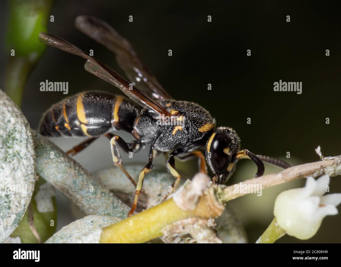 Macro Photography of Wasp on Tree branch Stock Photo - Alamy