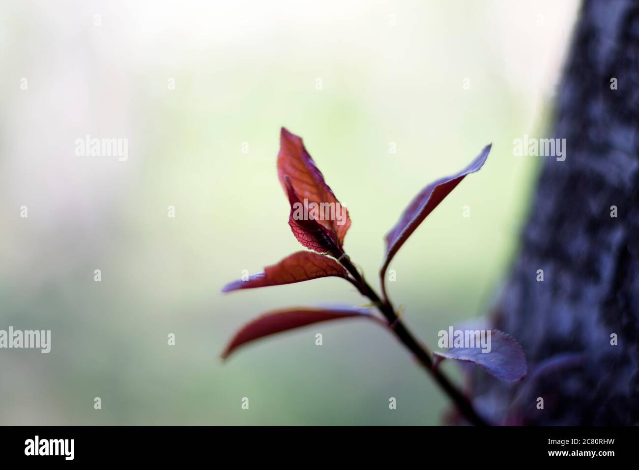 Tree branch bum macro and close-up. Nature backgrounds. Colorful photo ...